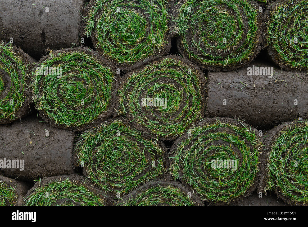 GERMANY cultivation of rolling lawn at Matthies Agriculture in ...