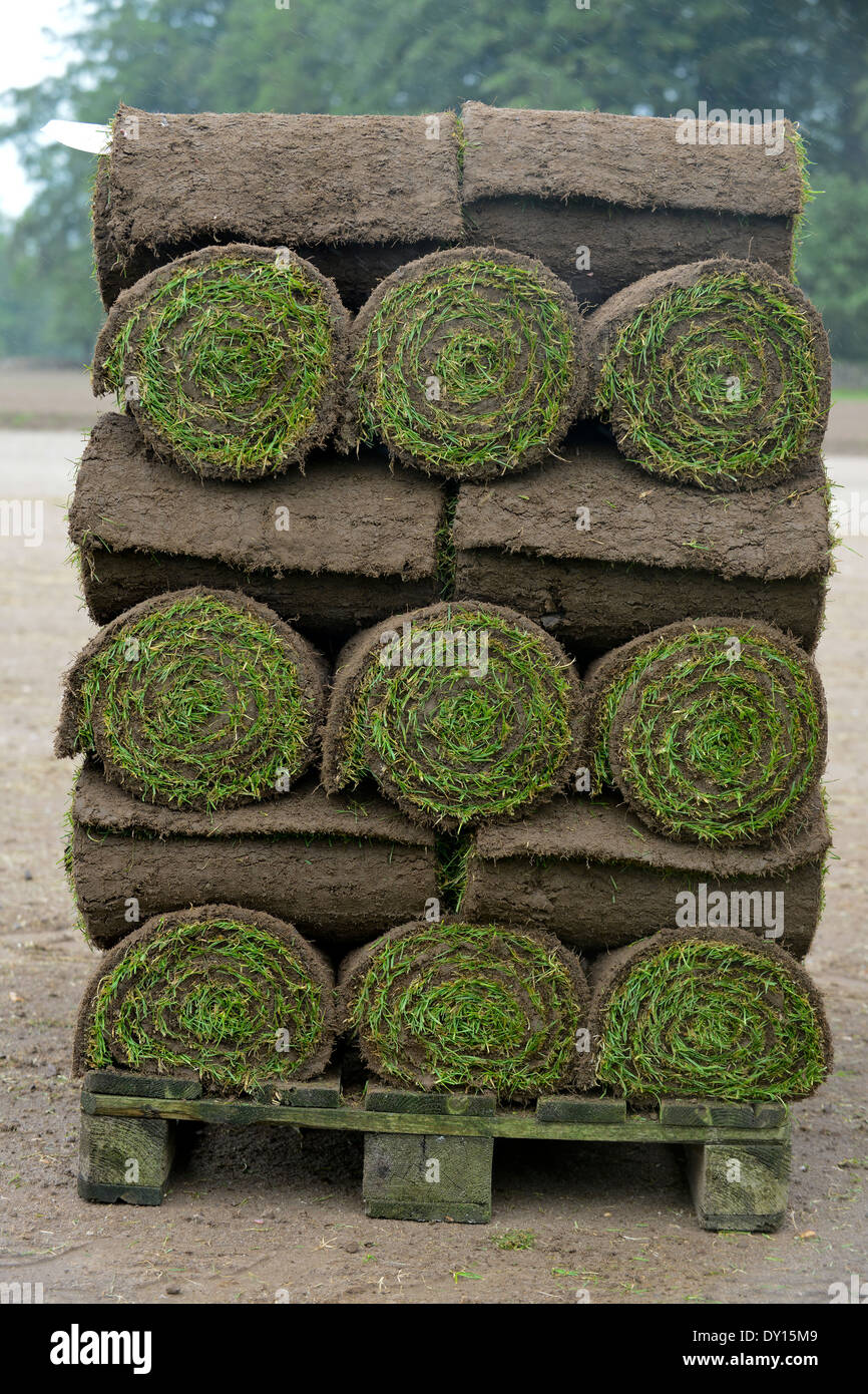 GERMANY cultivation of rolling lawn at Matthies Agriculture in ...