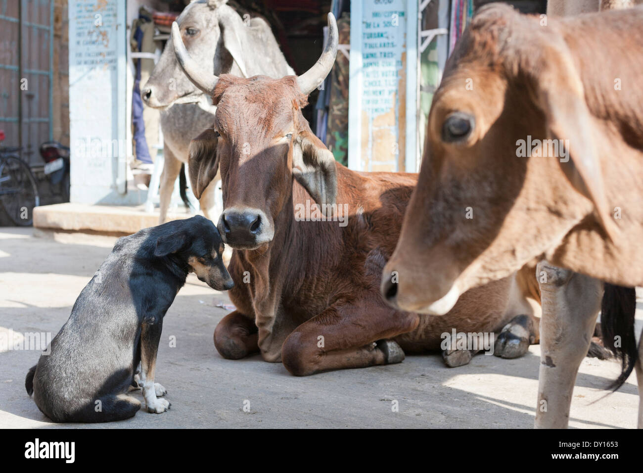 Indian cow in bazaar hi-res stock photography and images - Alamy