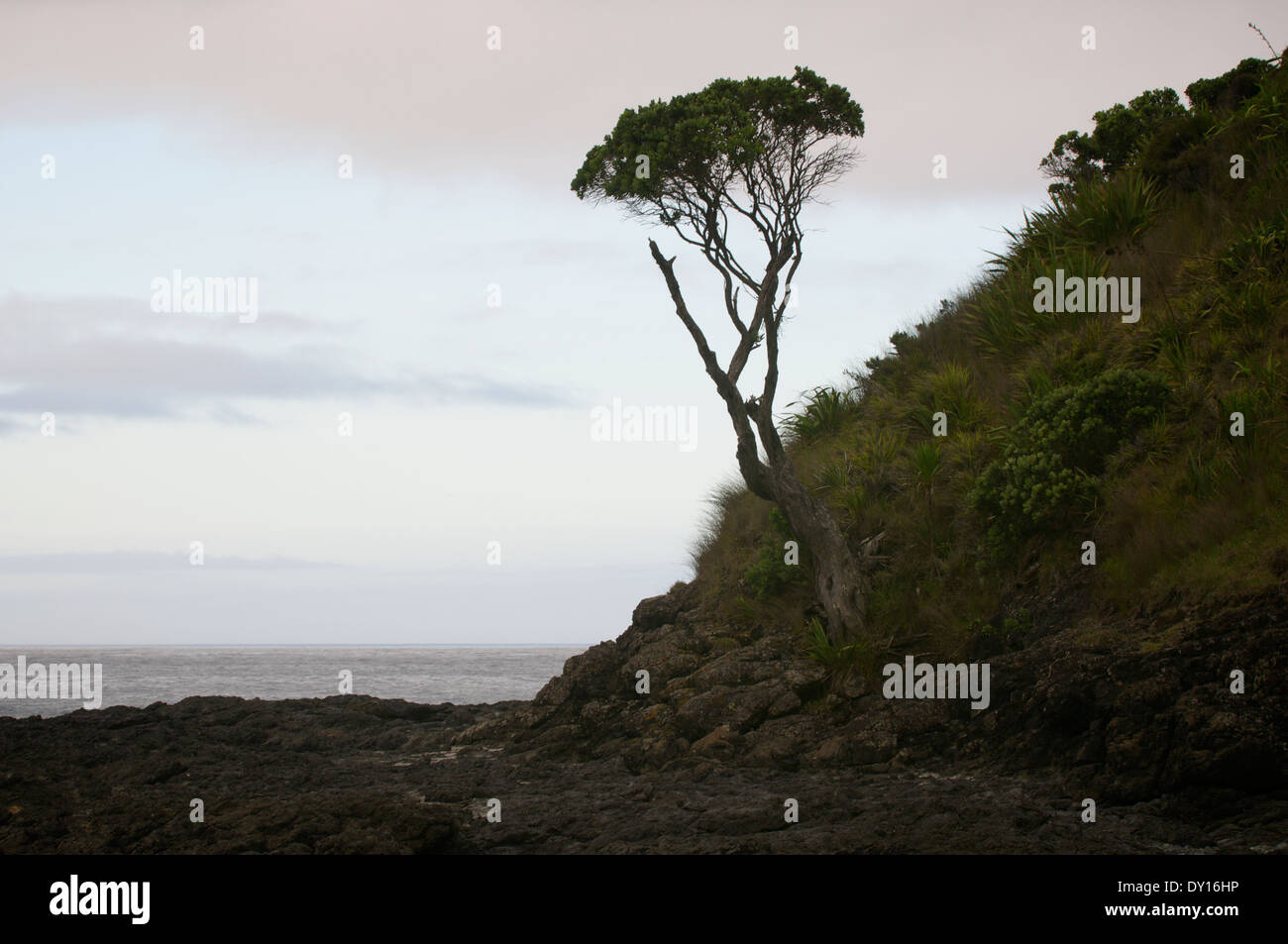 Pohutukawa Tree High Resolution Stock Photography and Images - Alamy