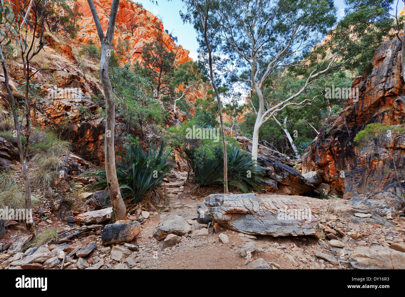 ghost gums rock formations Stanley Chasm outback West MacDonnell Ranges ...