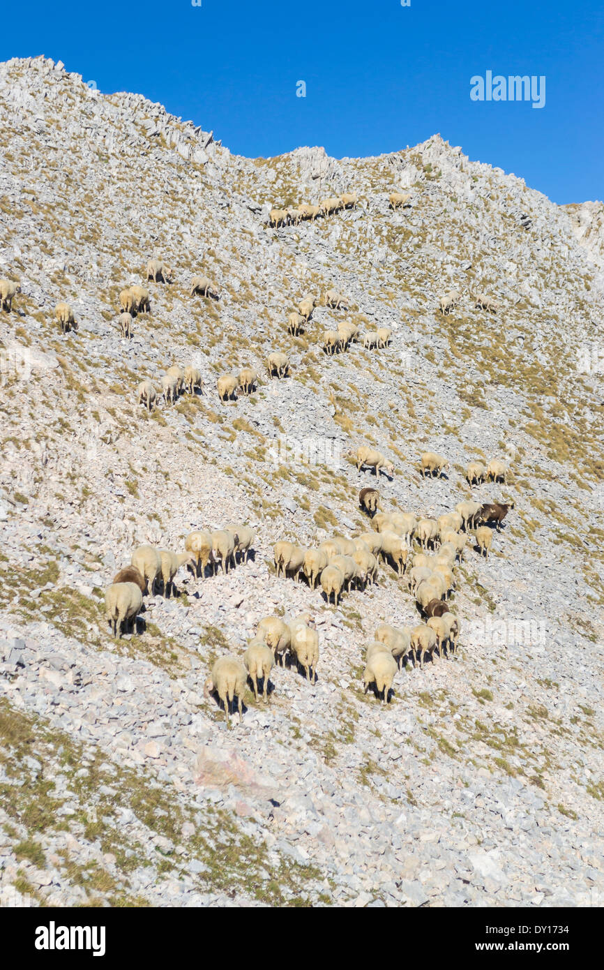 Albania sheep hi-res stock photography and images - Alamy