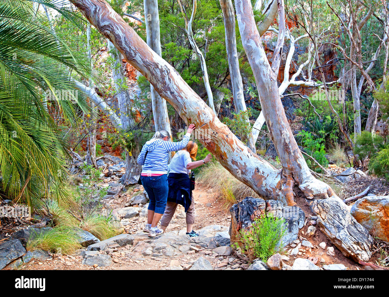 ghost gums rock formations Stanley Chasm outback West MacDonnell Ranges ...