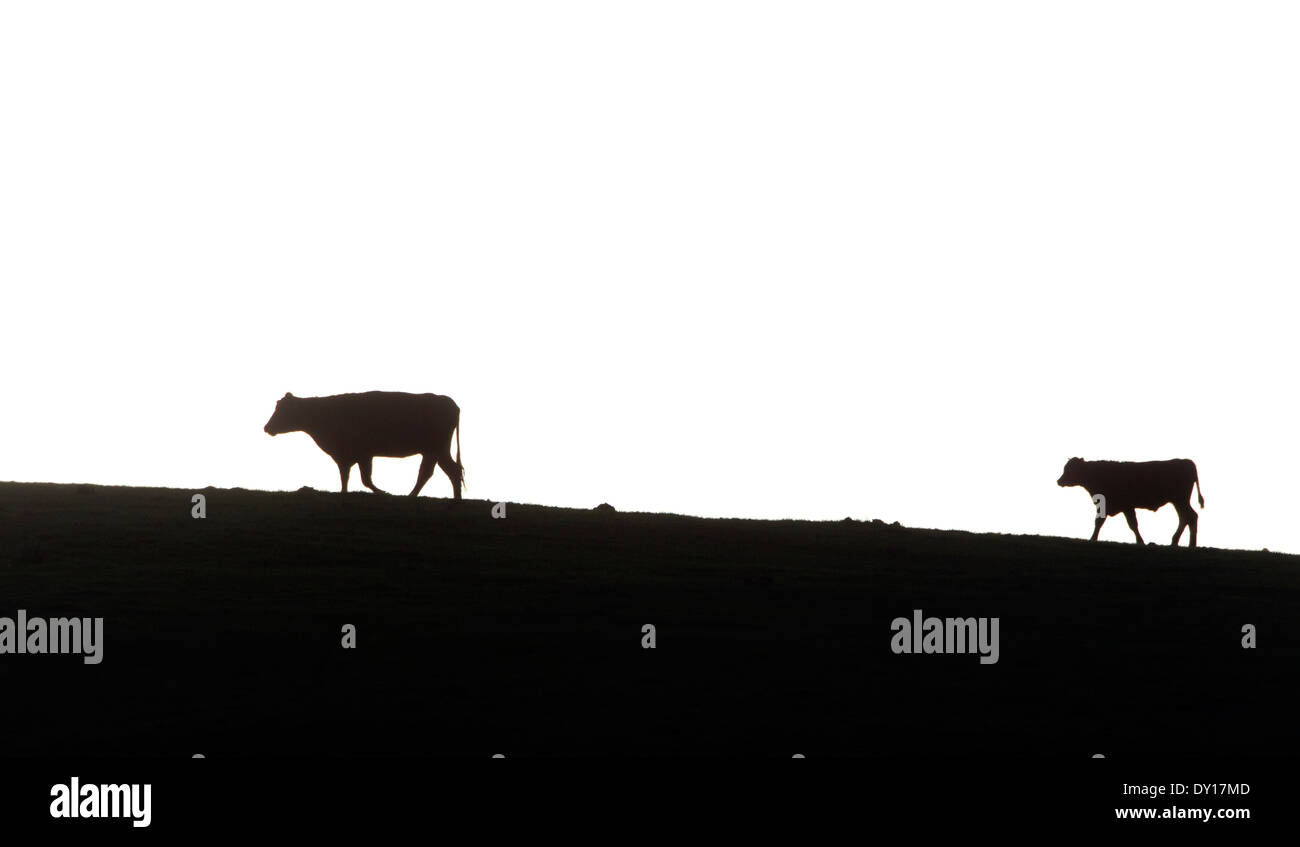 Calf Following Cow Stock Photo - Alamy