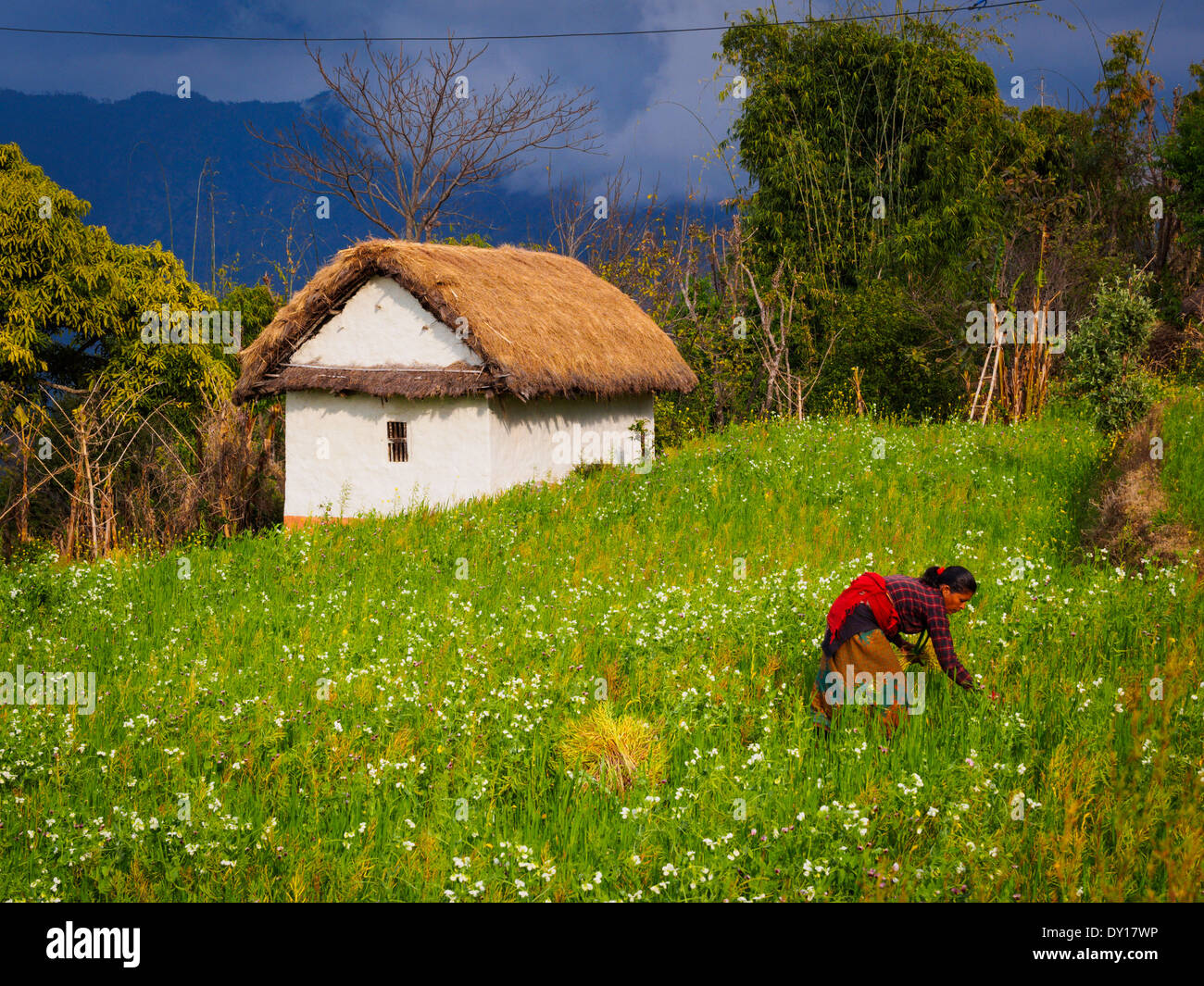 Woman reaping a field in a village above Birendranagar, Surkhet, Nepal ...