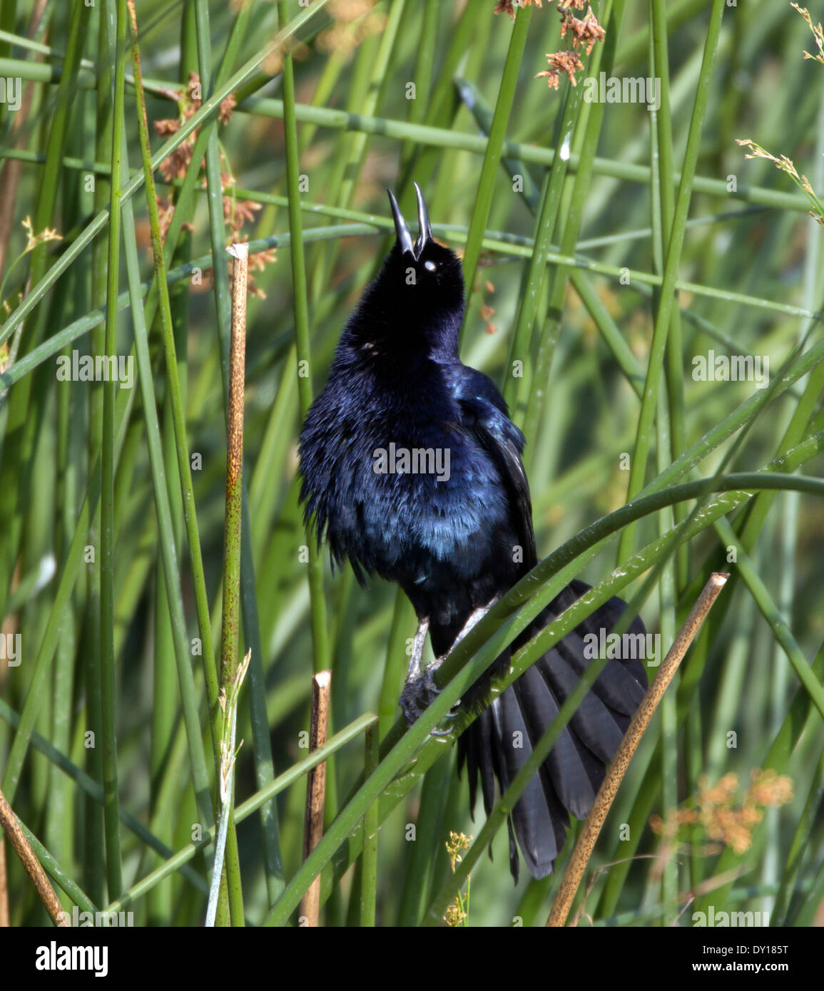 Great tailed Grackle Singing Stock Photo - Alamy