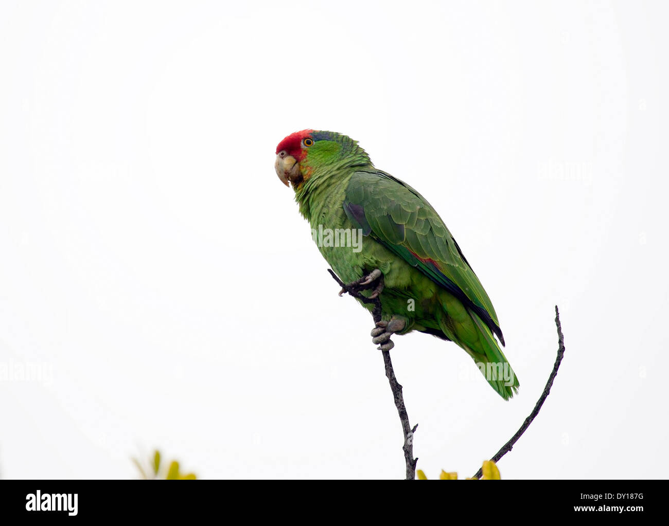 Amazona viridigenalis red crowned parrot Cut Out Stock Images ...