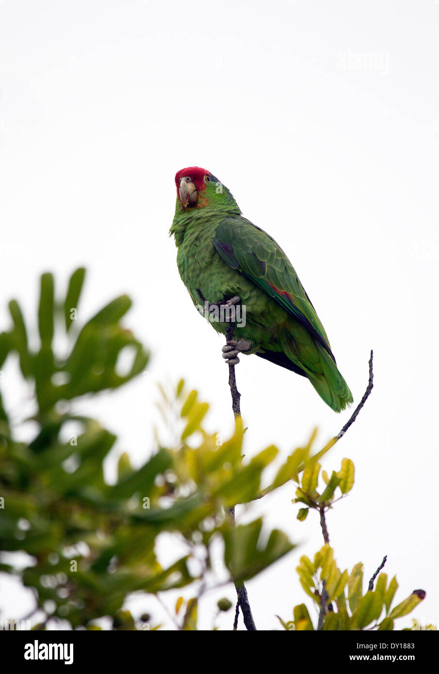 Mexican parrot hi-res stock photography and images - Alamy