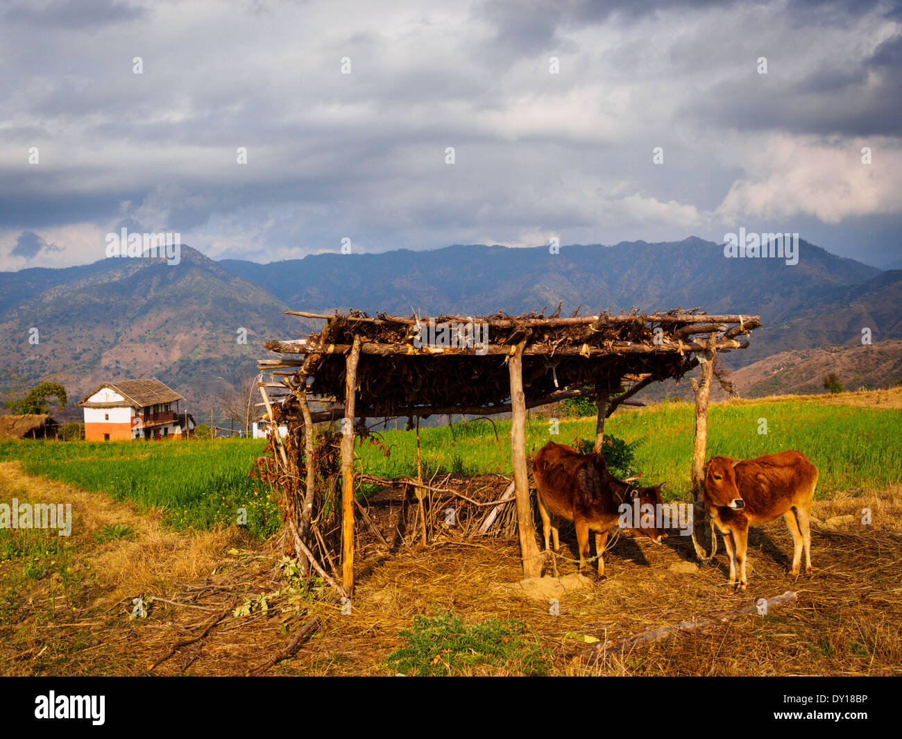 Cows in village above Birendranagar, Surkhet, Nepal Stock Photo - Alamy