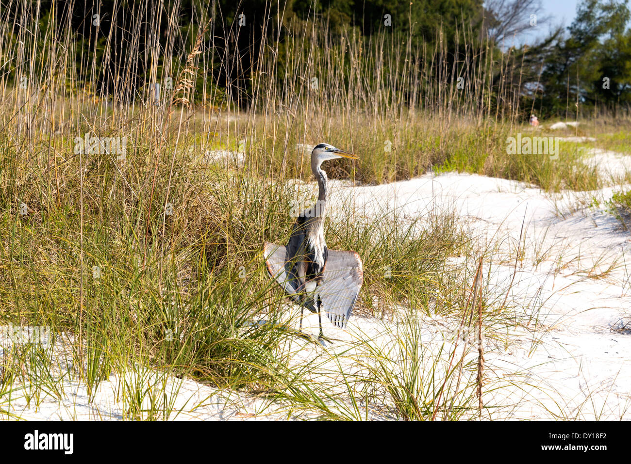 Great Blue among the Grasses Stock Photo - Alamy