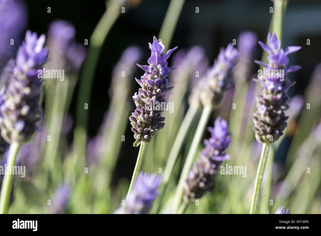 Spring australia hi-res stock photography and images - Alamy