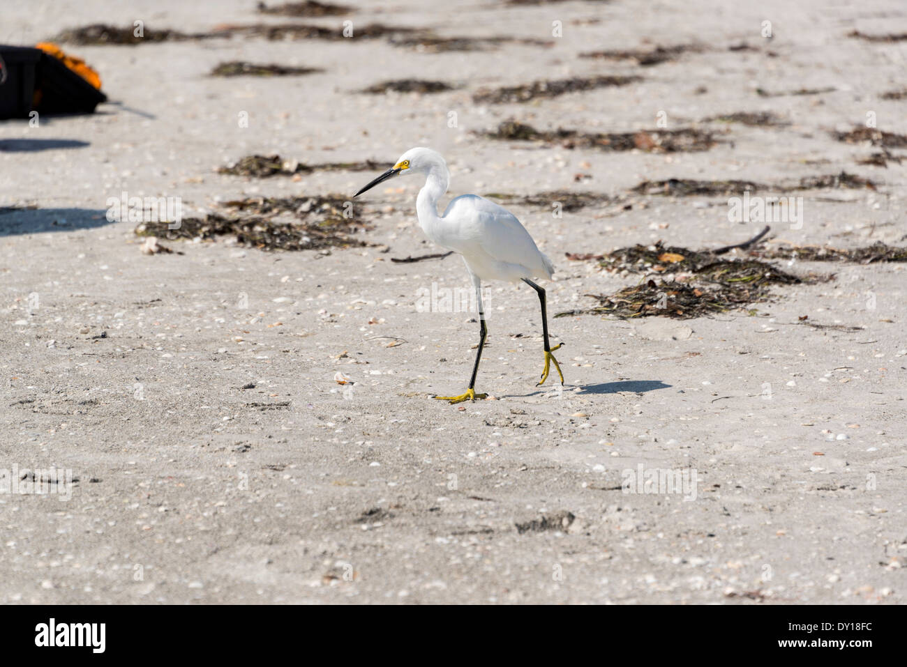 Snowy Egret Walks the Sand Stock Photo - Alamy