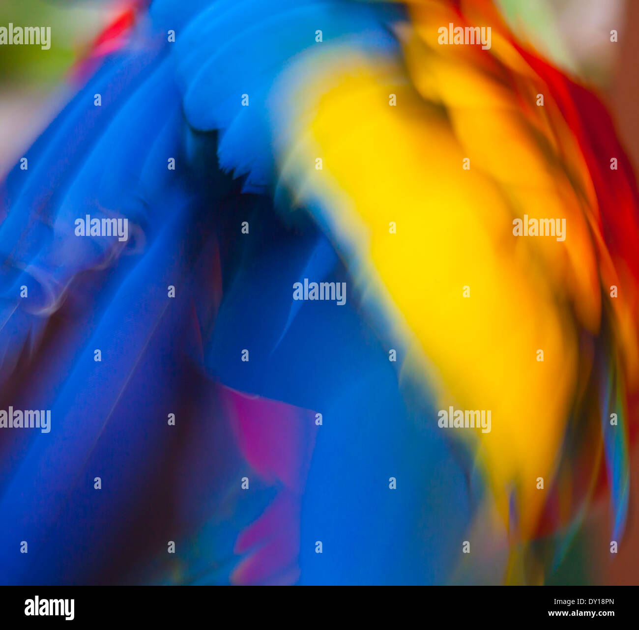 Parrot plumage hi-res stock photography and images - Alamy