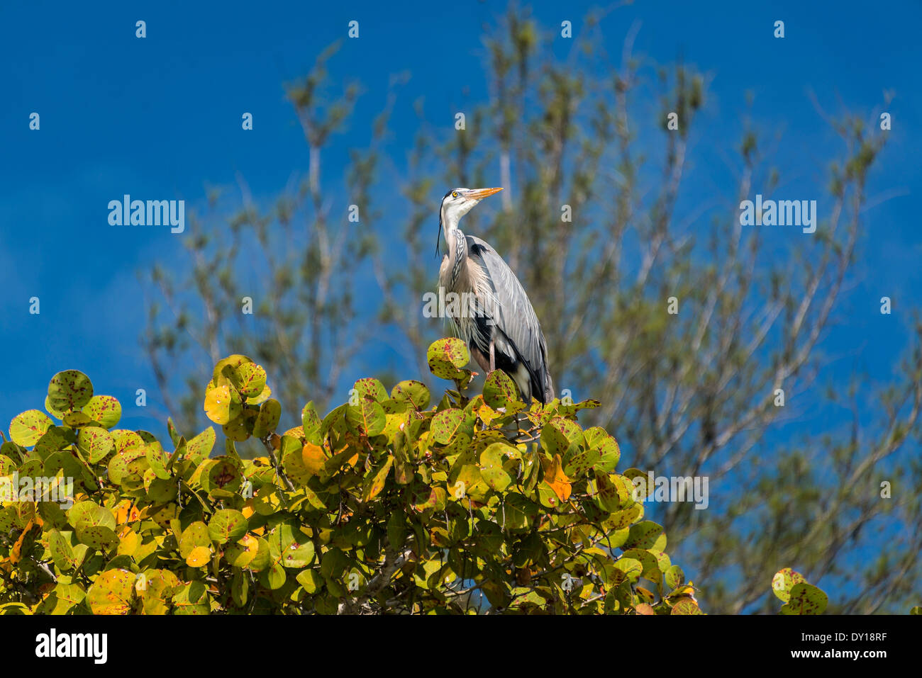 Great Blue Lookout Stock Photo - Alamy