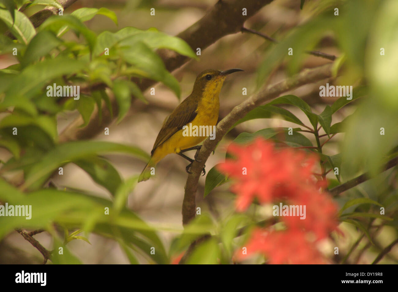 Sparrow perch bird hi-res stock photography and images - Alamy