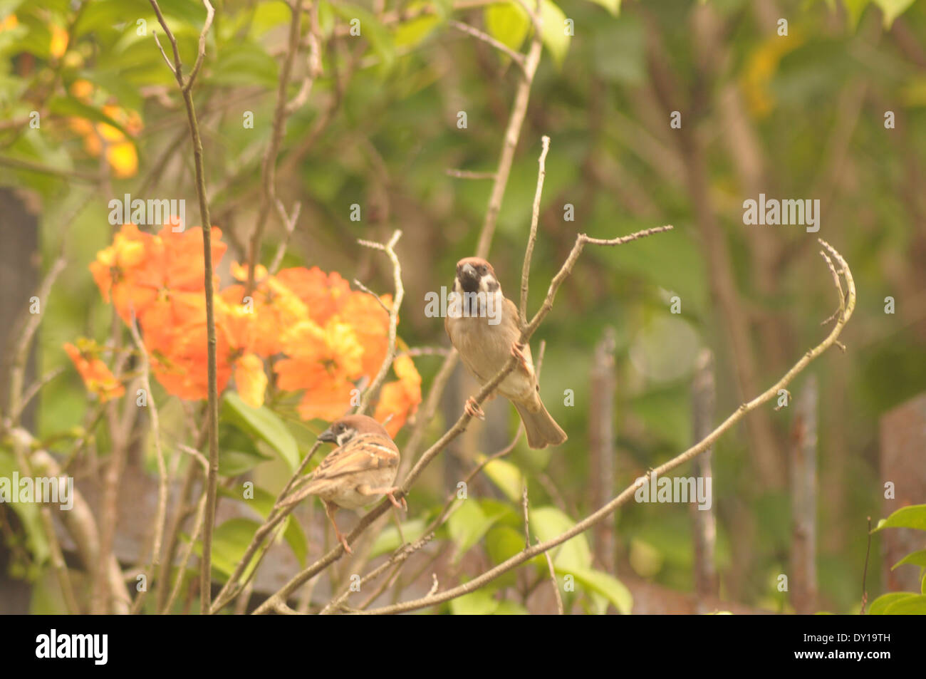 bird perch on a tree,sparrow Stock Photo - Alamy