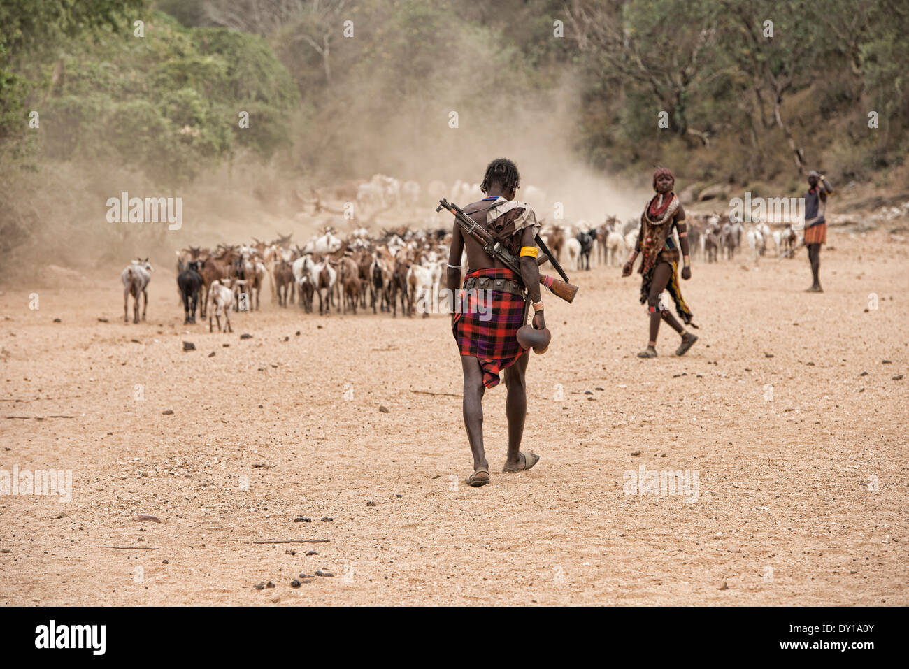 Hamer man safeguarding his goats near Turmi in the Omo Valley, Ethiopia ...