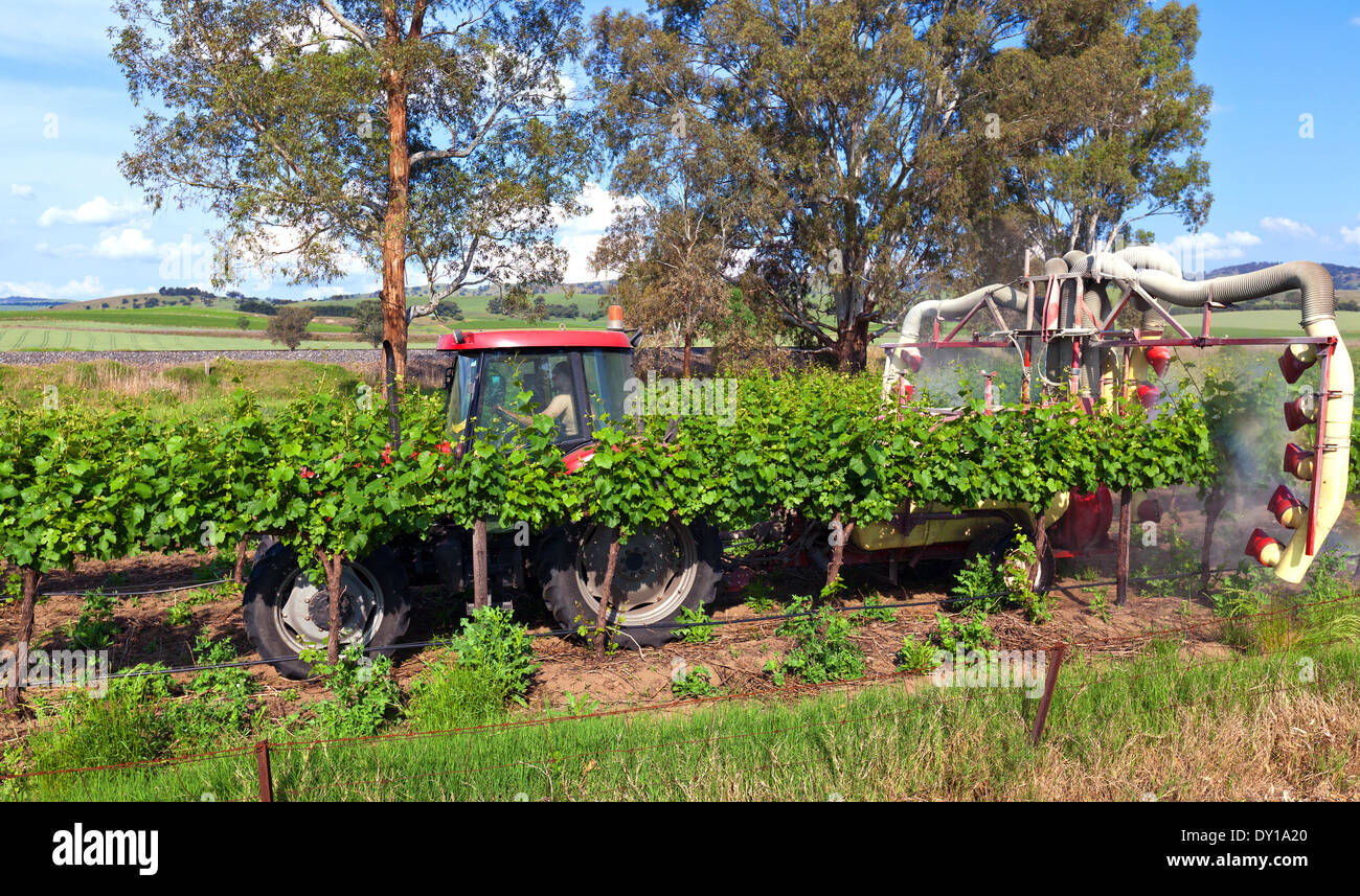 grape vines tractor spraying farming grower working gum trees vineyard ...