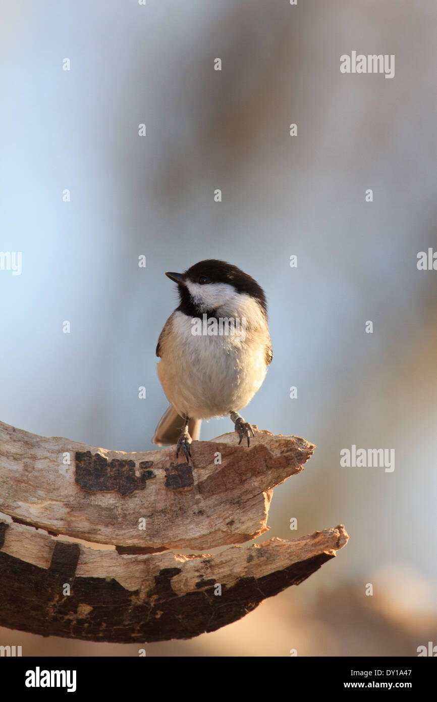 Black capped chickadee on tree branch hi-res stock photography and ...