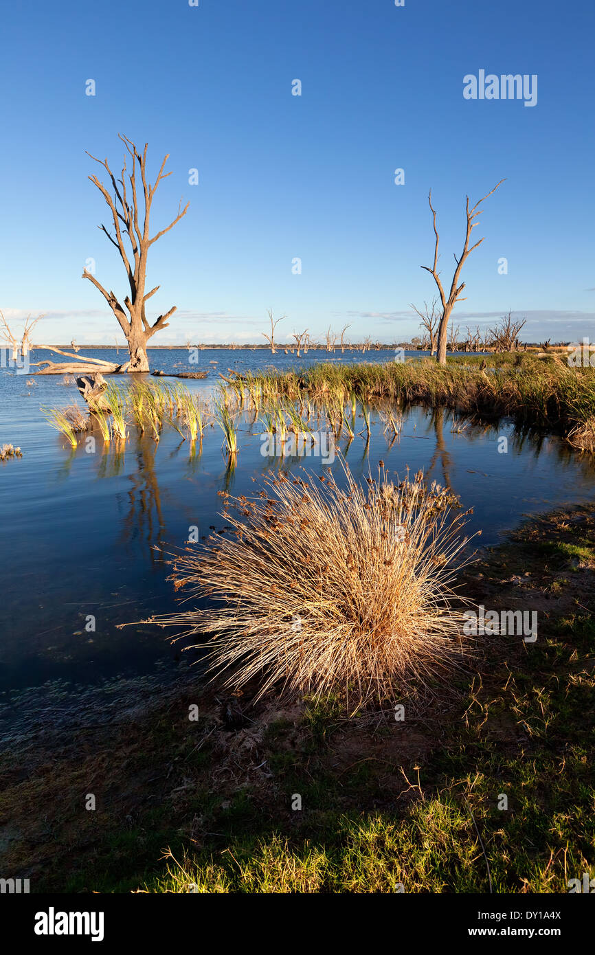 shore water fresh dead gum tree lake Lake Bonney Barmera Riverland ...