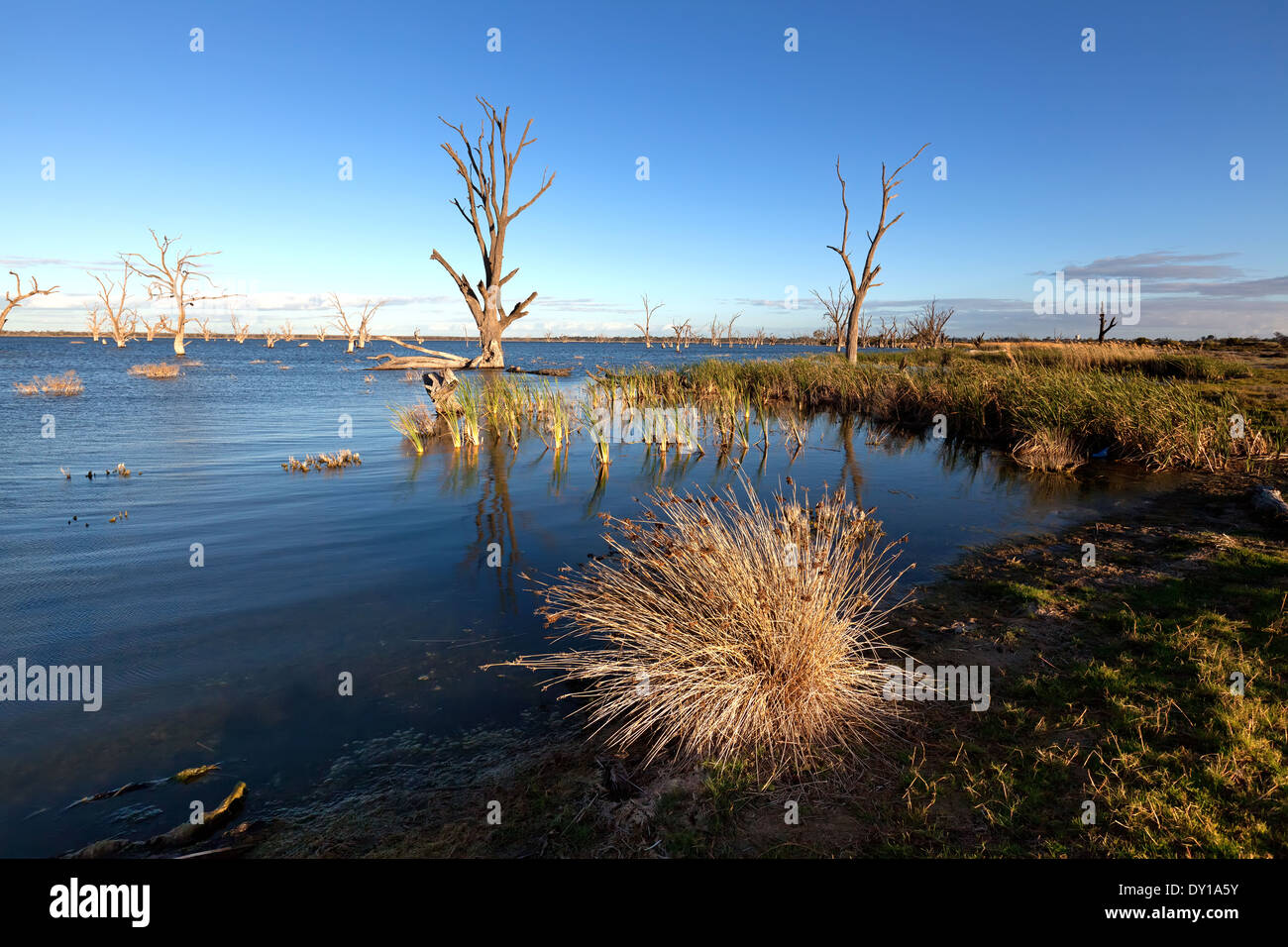 shore water fresh dead gum tree lake Lake Bonney Barmera Riverland ...