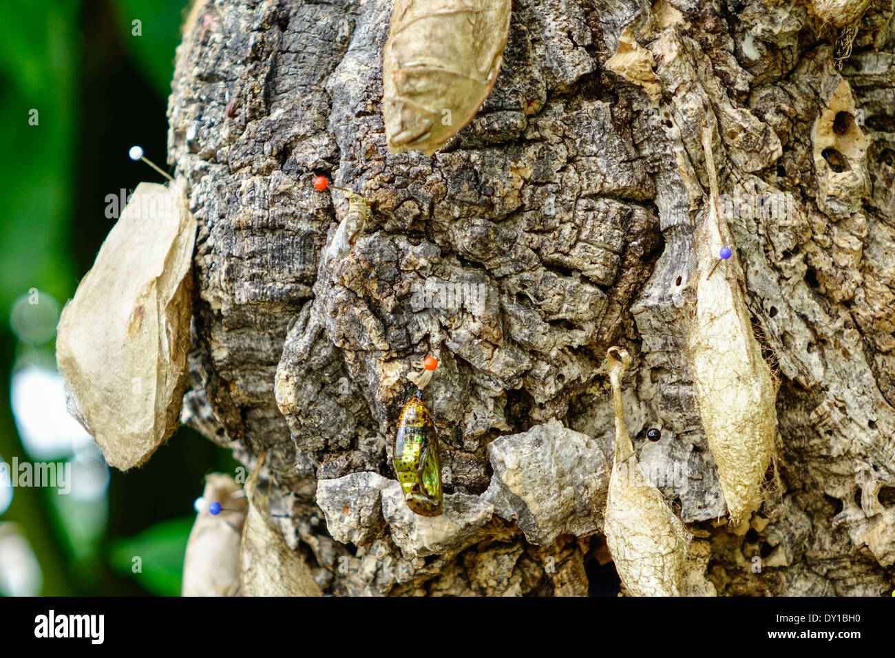 Pupae of butterflies on a tree trunk Stock Photo - Alamy
