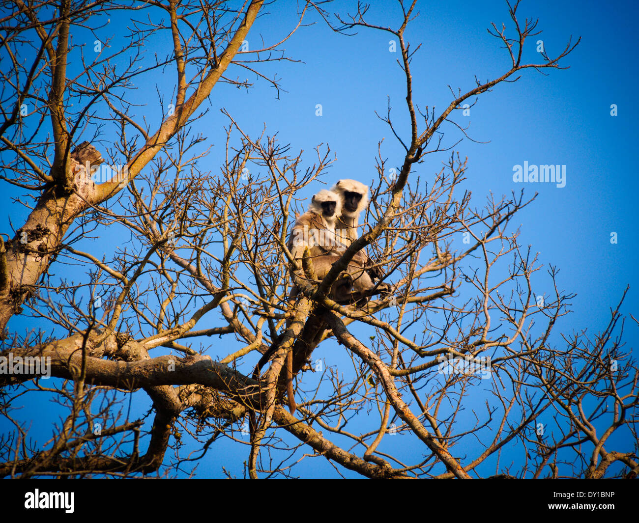 Terai grey langur (Semnopithecus hector) in a tree in Bardia National ...