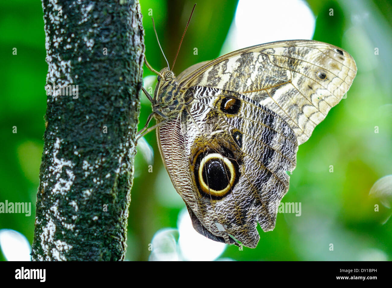 Tropical butterfly, owl butterfly (Caligo eurilochus Stock Photo - Alamy