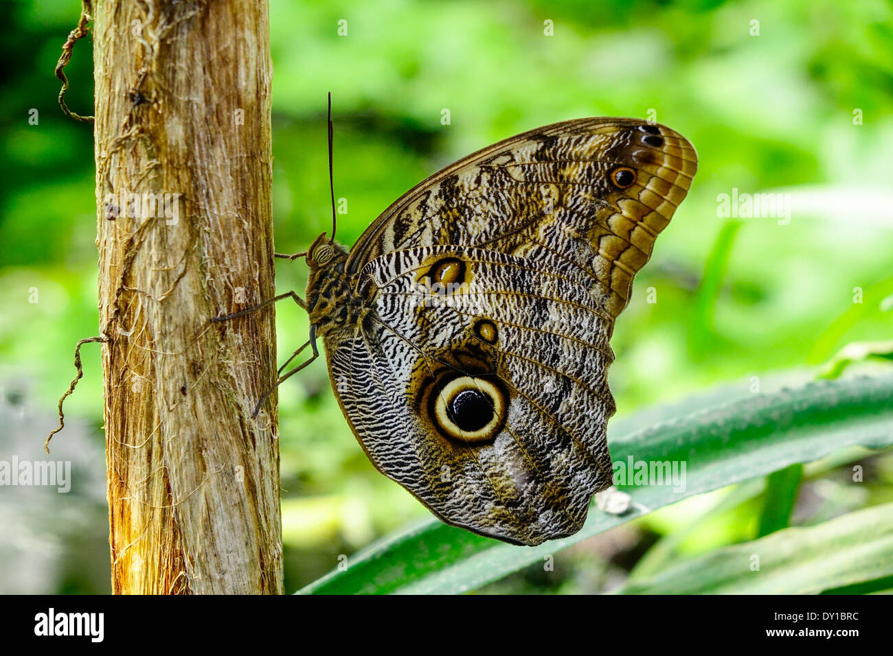 Tropical butterfly, owl butterfly (Caligo eurilochus Stock Photo - Alamy
