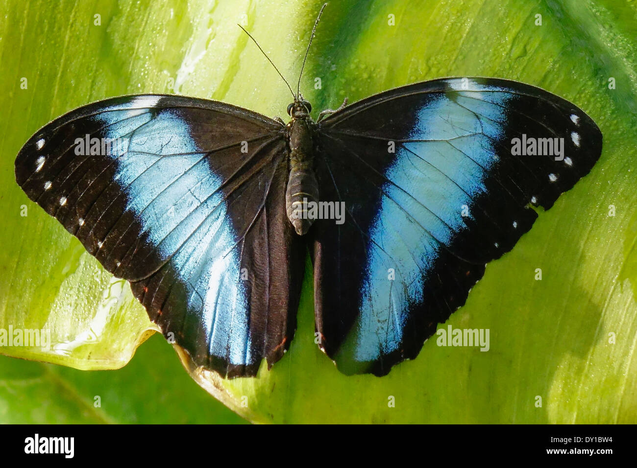 Tropical butterfly, Blue Morpho (Morpho peleides Stock Photo - Alamy