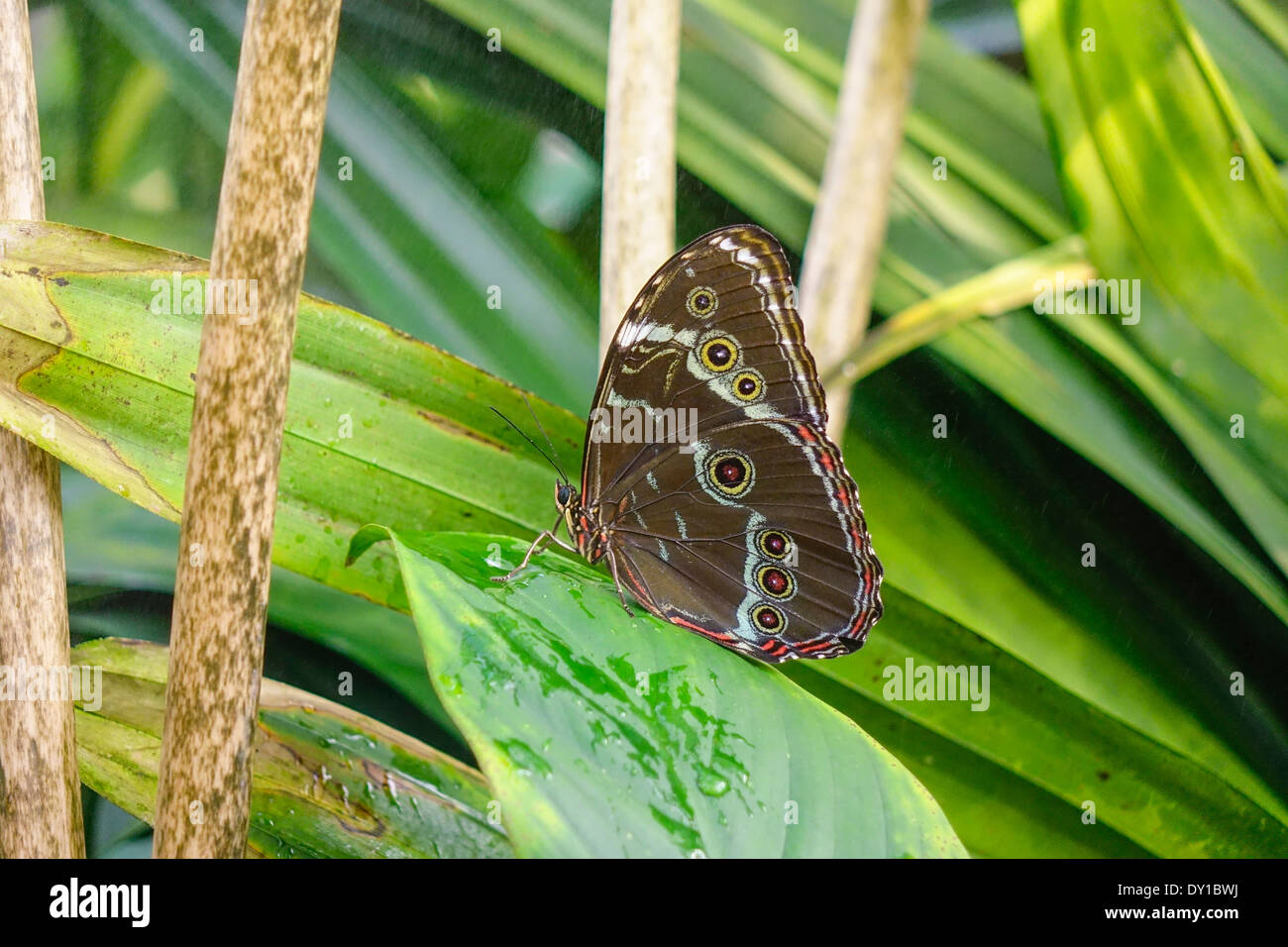 Tropical butterfly, Blue Morpho (Morpho peleides Stock Photo - Alamy