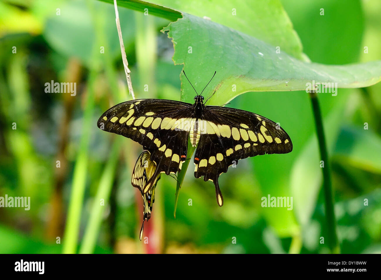 King Swallowtail High Resolution Stock Photography and Images - Alamy