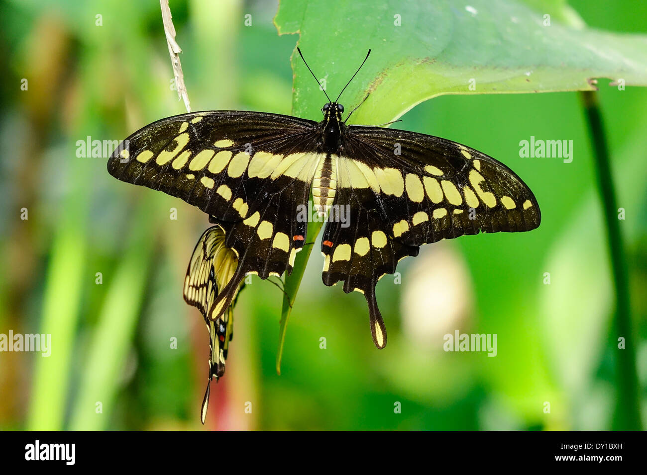 Tropical Butterfly King Swallowtail (Papilio thoas Stock Photo - Alamy