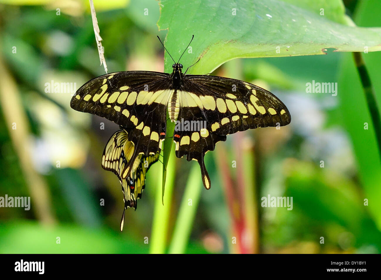Tropical Butterfly King Swallowtail (Papilio thoas Stock Photo - Alamy