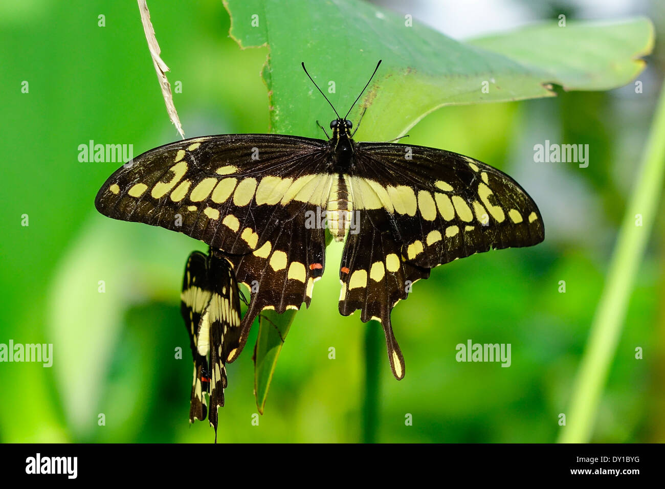 Tropical Butterfly King Swallowtail (Papilio thoas Stock Photo - Alamy