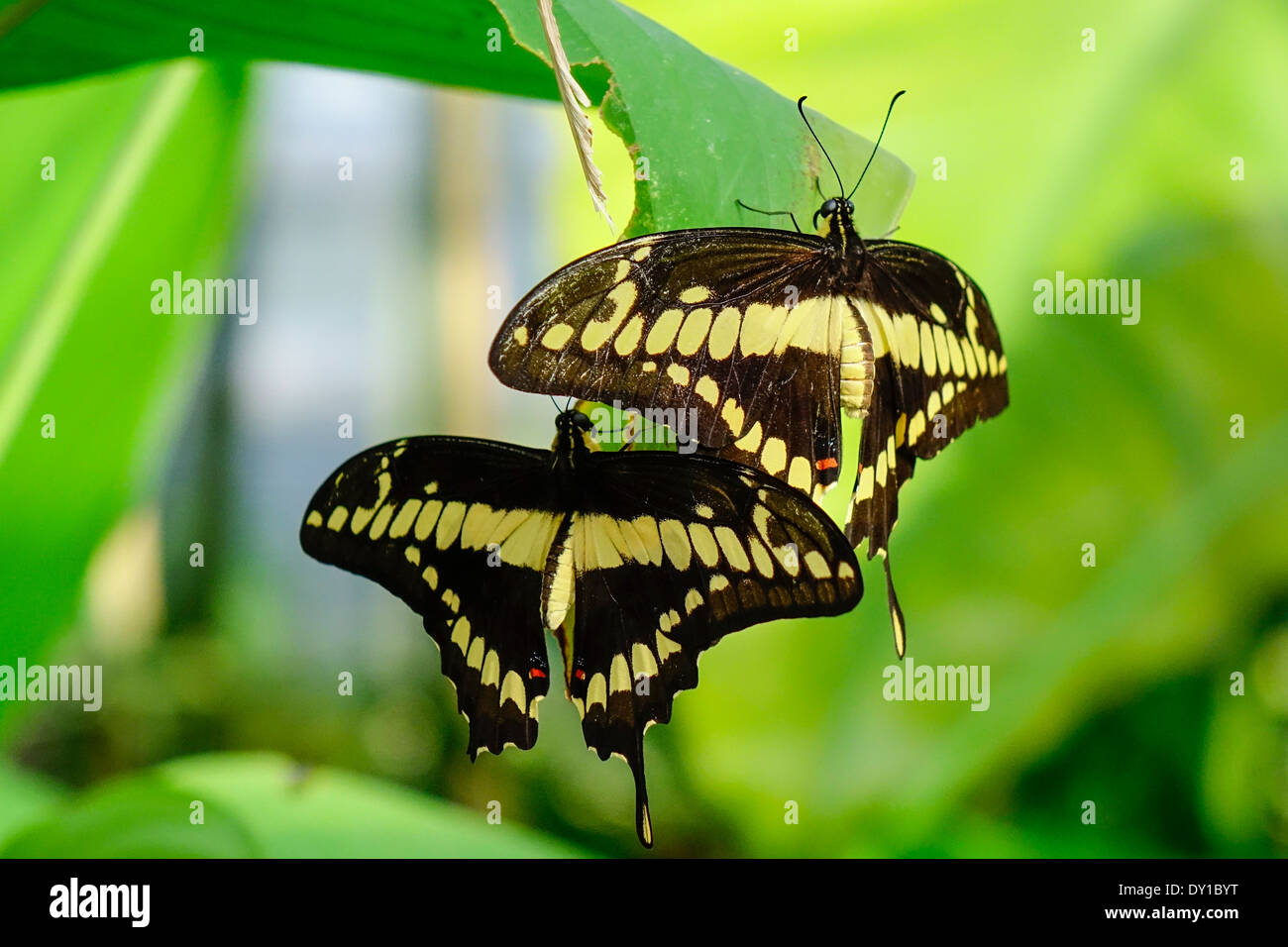 Tropical Butterfly King Swallowtail (Papilio thoas Stock Photo - Alamy