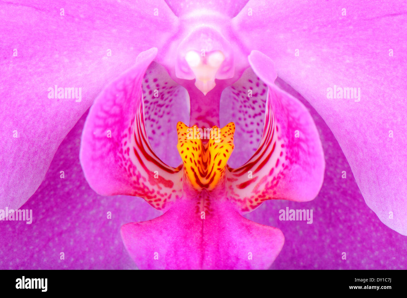 Orchid Flower Organs High Resolution Stock Photography and Images - Alamy
