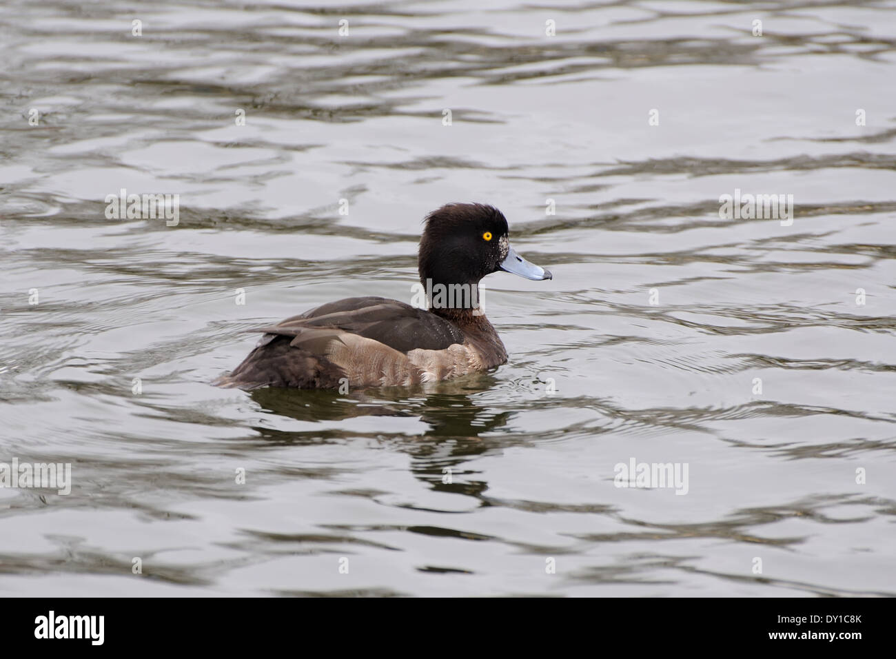 Hogganfield Stock Photos & Hogganfield Stock Images - Alamy