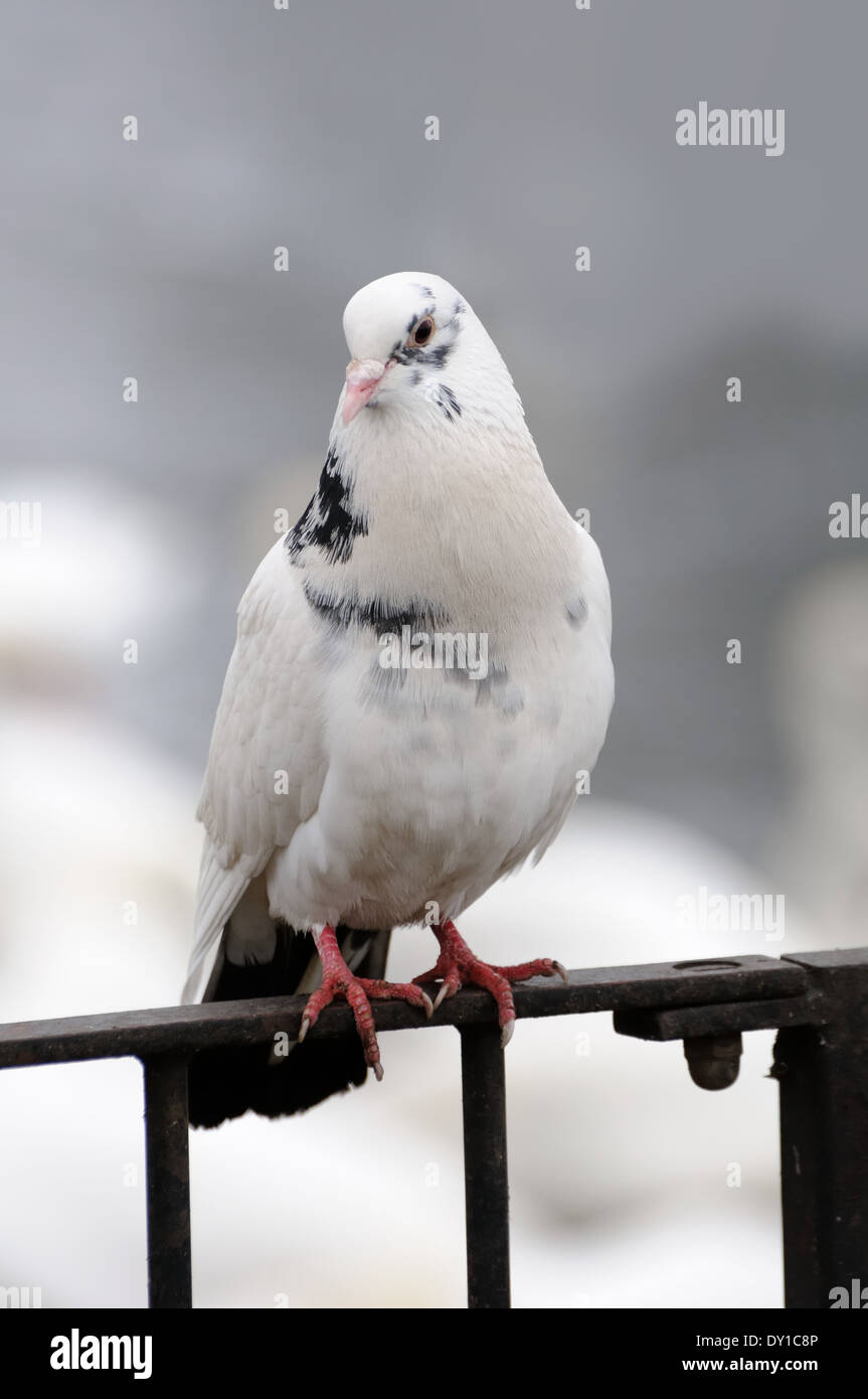 Almost completely white hi-res stock photography and images - Alamy