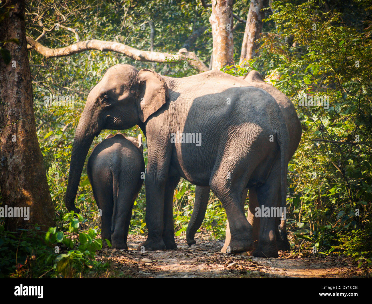 Asian elephant wild hi-res stock photography and images - Alamy