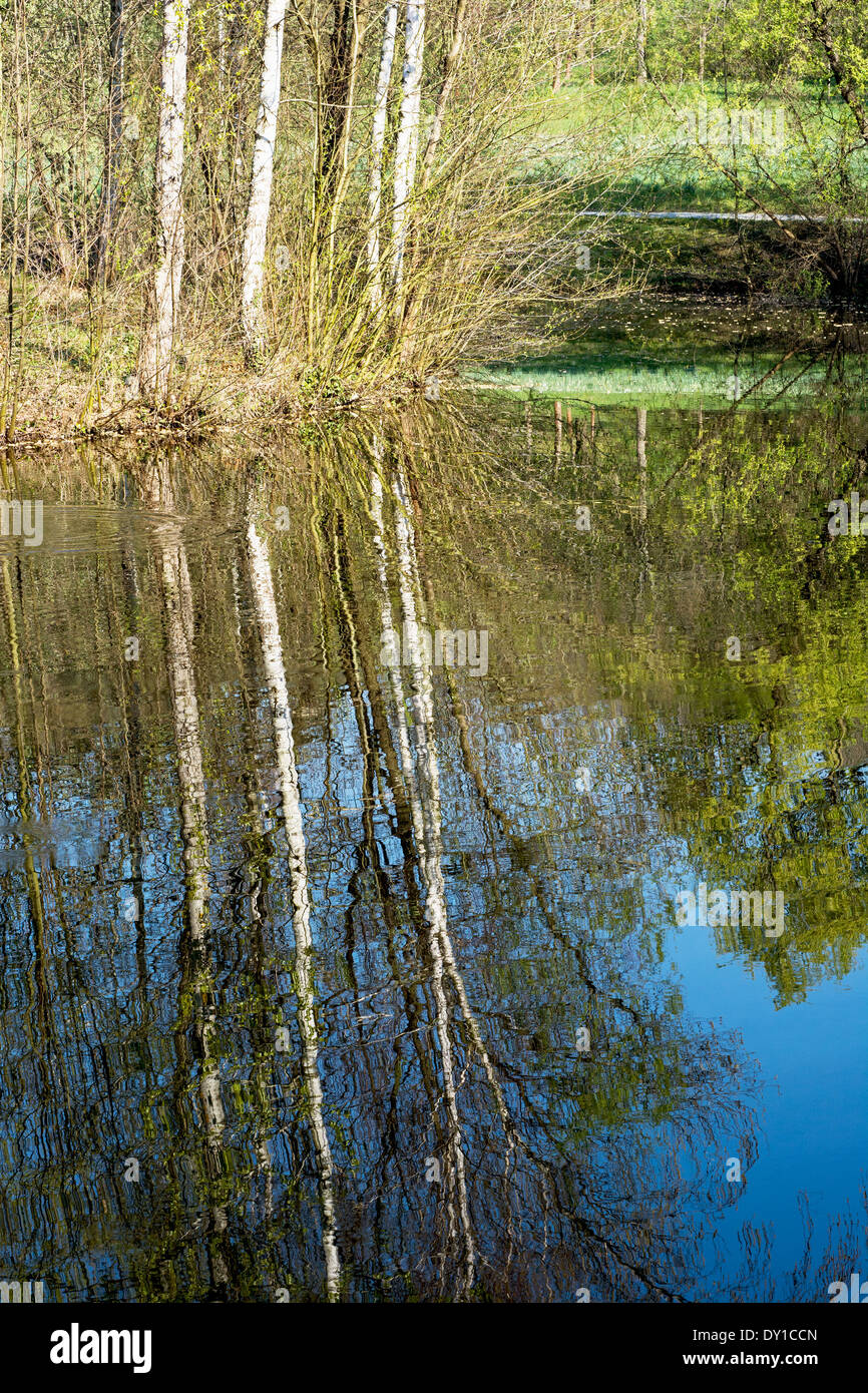 Birch trees are mirrored in the lake. Spring scene Stock Photo - Alamy