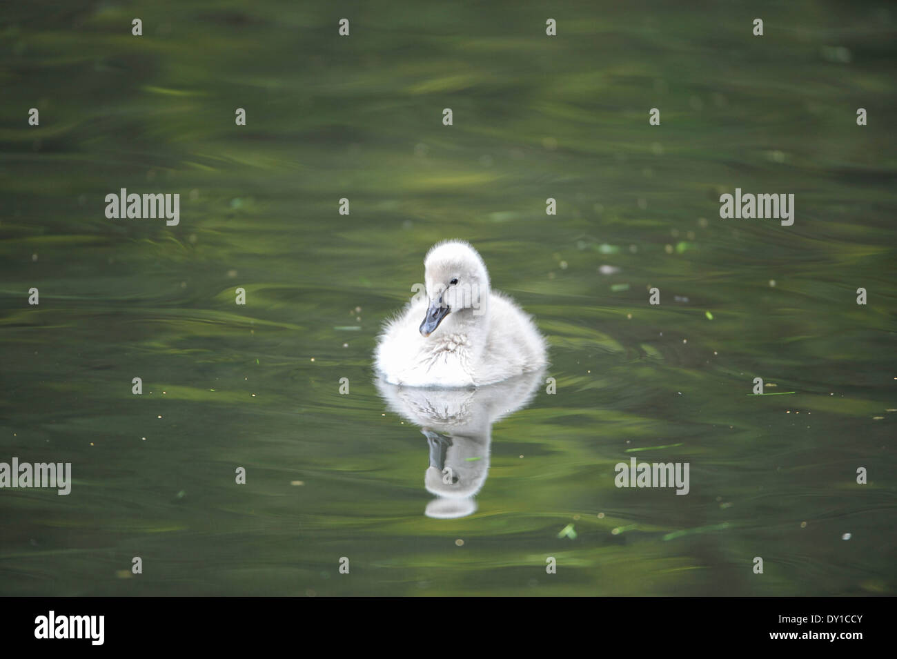 Baby ente hi-res stock photography and images - Alamy