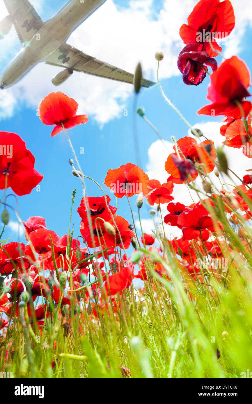 Flowers airplane hi-res stock photography and images - Alamy