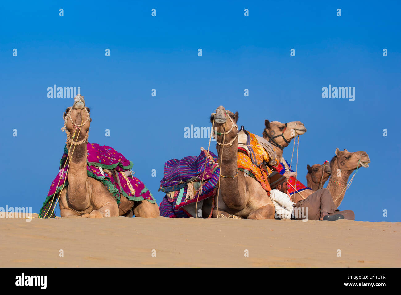 Camel in desert thar hi-res stock photography and images - Alamy