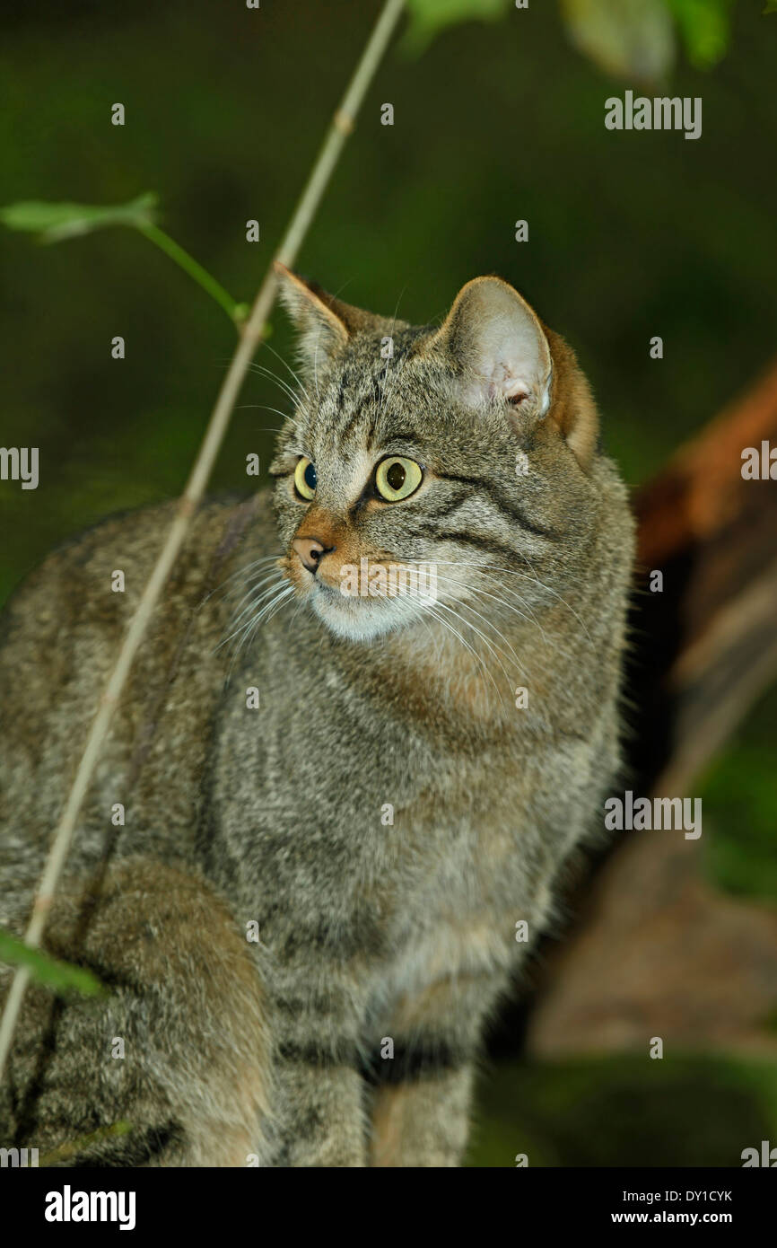 Felis hi-res stock photography and images - Alamy