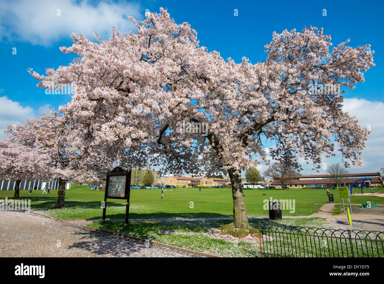 Spring blossom at Highfields University Park, Nottingham England UK ...