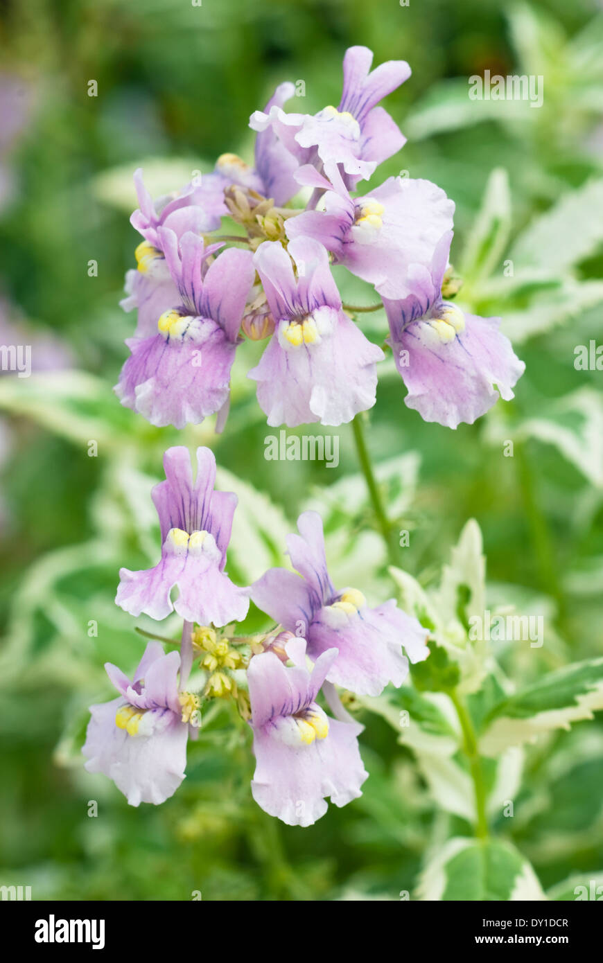 Nemesia hi-res stock photography and images - Alamy