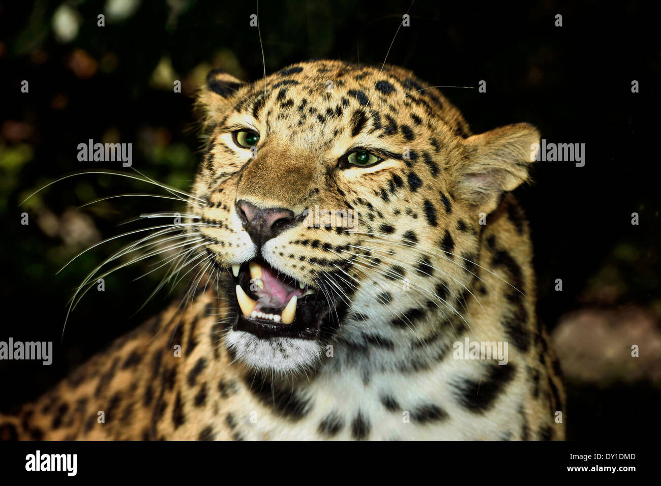 Siberian leopards hi-res stock photography and images - Alamy