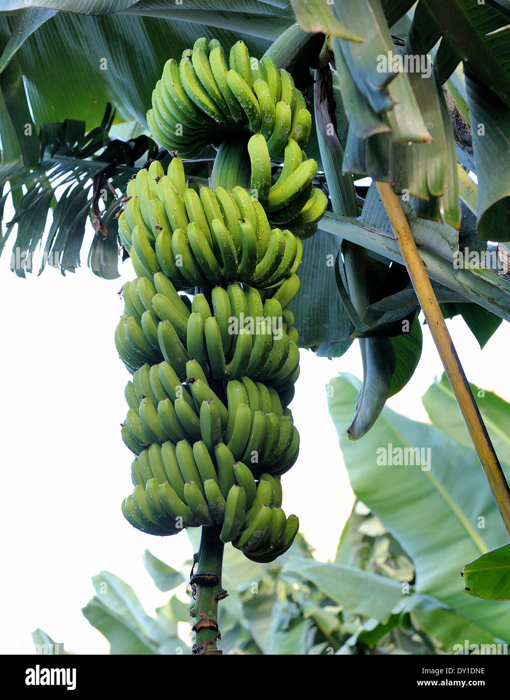 Bunch plantation hi-res stock photography and images - Alamy