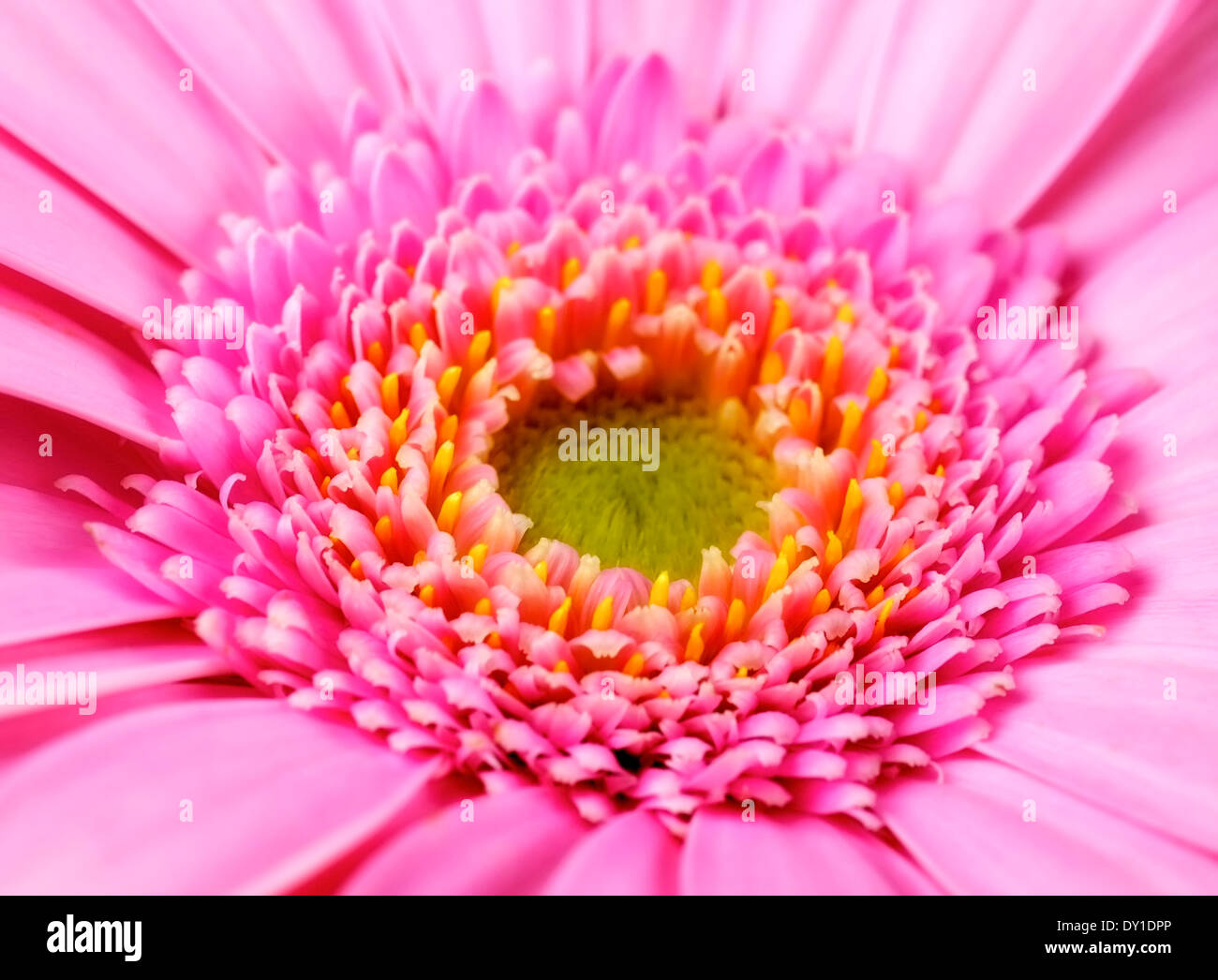 Gerbera daisy soft focus hi-res stock photography and images - Alamy
